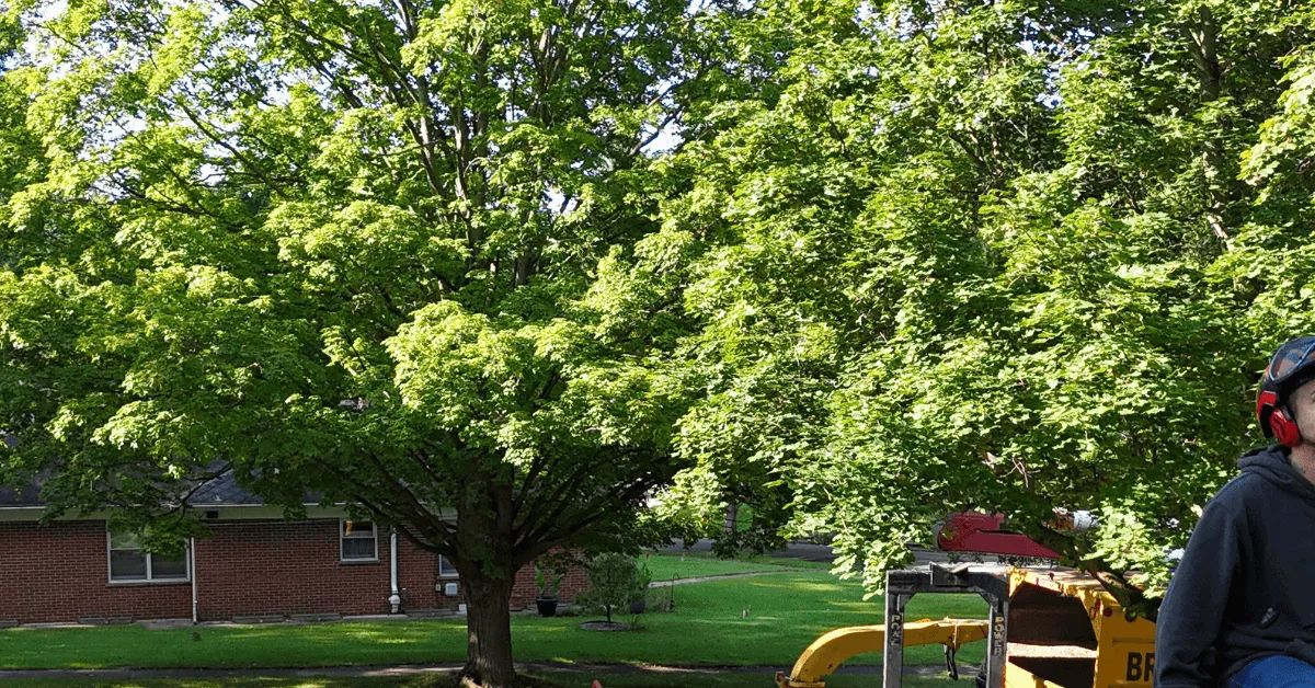 Are There Poisonous Trees in Michigan? | Guide for Homeowners