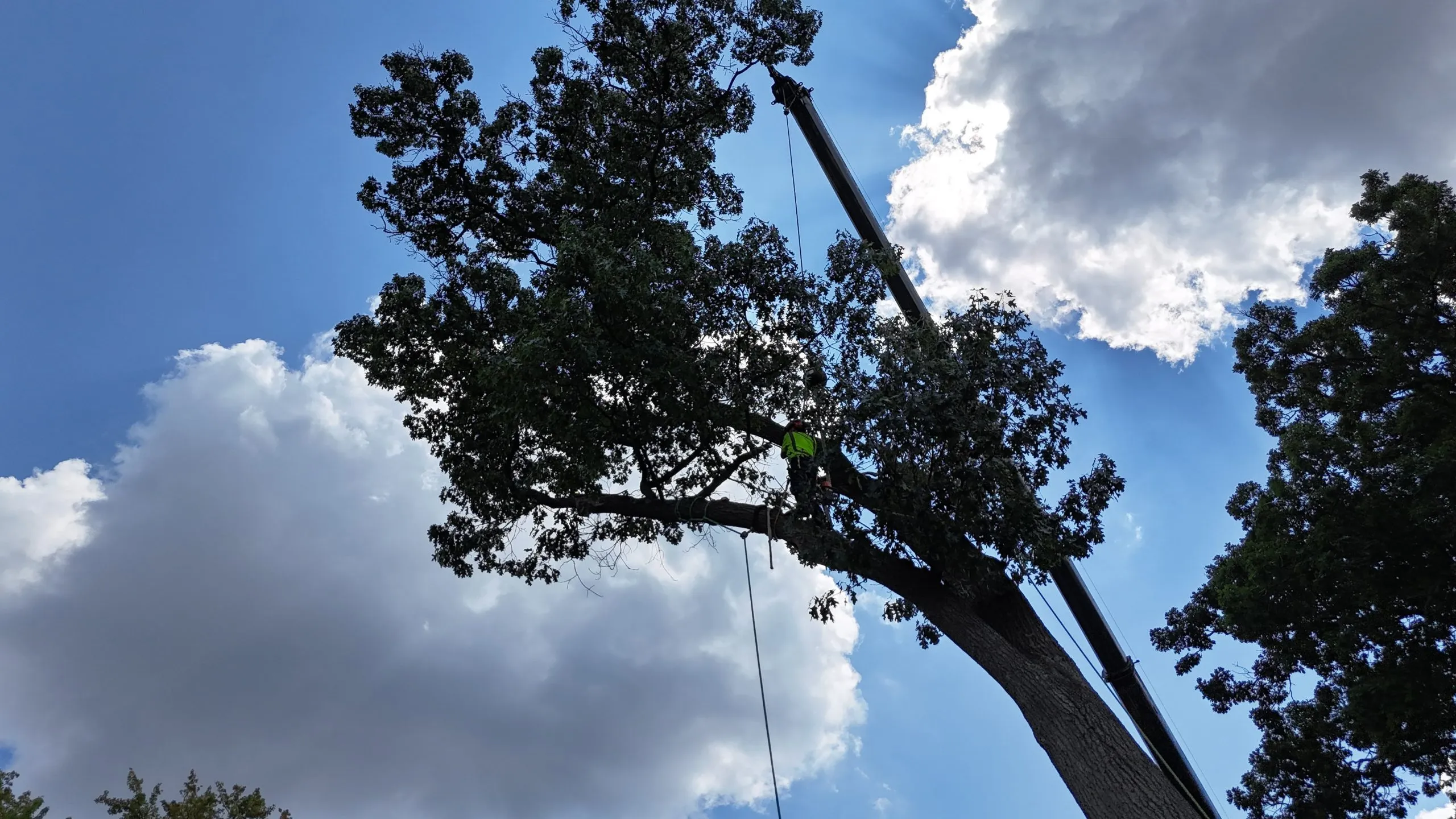 10 Warning Signs of a Sick or Dying Tree in Your Yard